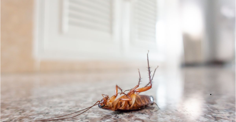 Ultimate Guide to Cockroach Pest Control: How to Get Rid of Cockroaches ...
